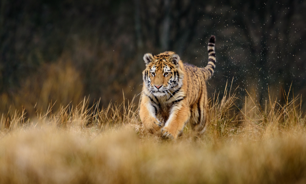 How to See Tigers in the Wild - Ethically! - Getting There