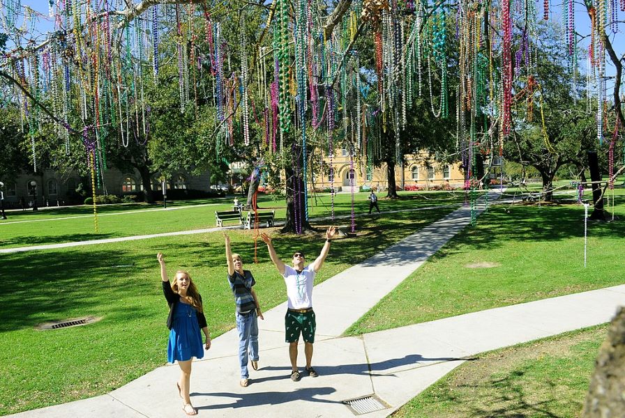 Offbeat Travel: The Mardi Gras Bead Tree at Tulane University - Getting ...
